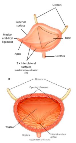 Ug L6 Anatomy Of The Bladder Urethra And Internal Gonads Flashcards