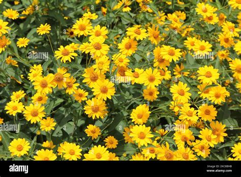 Trimming Bush Daisies At Alma Jones Blog