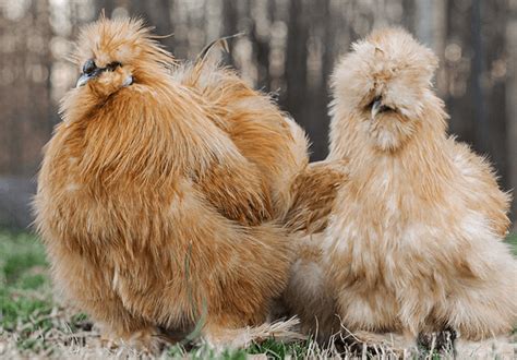 Fluffy Headed Chicken Breeds