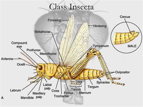 Ppt Phylum Arthropoda Powerpoint Presentation Free Download Id708439