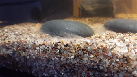 Does This Look Like Cyanobacteria R Nanotank