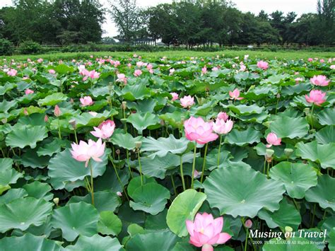 경주 안압지 연꽃 단지 한여름의 꽃구경은 힘들다