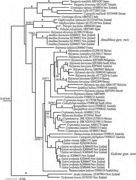 maximum likelihood topology created in raxml of rbcl sequence data of download scientific