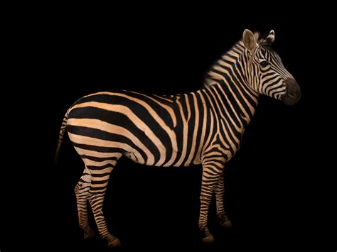 Zebras And Tigers
