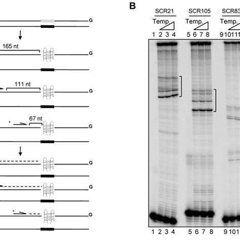 Primer Extension Assay Using Differentially Positioned Primers On A Download Scientific Diagram