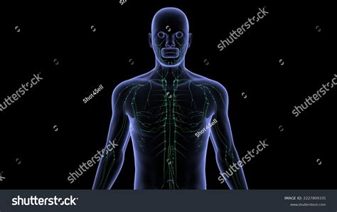 Human Lymph Node System Spleen Anatomy D Stock Illustration
