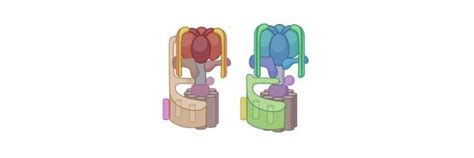 ATP Synthase Definition Structure Mechanism And Function