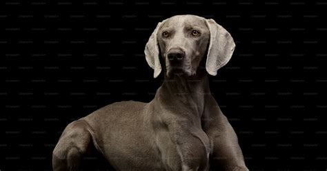 검은 배경에 누워 있는 사랑스러운 바이마라너의 스튜디오 사진 사진 Unsplash의 사냥개 이미지
