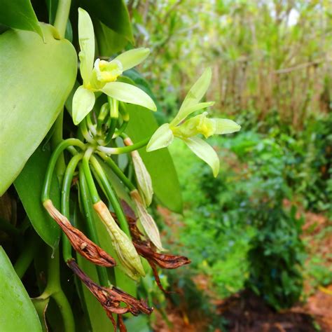 Vanilla Beans Growing And Caring For Your Own Vanilla Orchids Complete Gardening