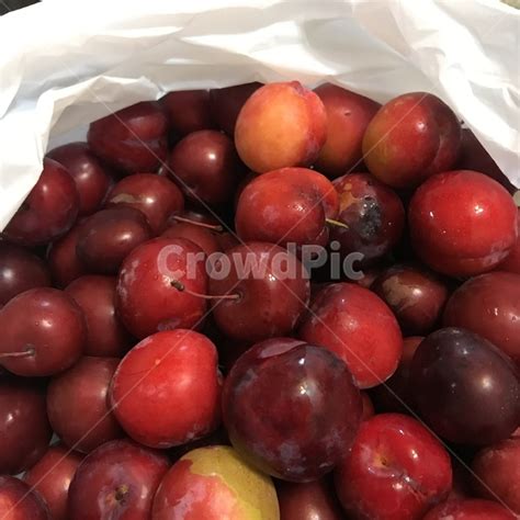 자두 과일 여름과일 제철과일 음식 사진이미지일러스트캘리그라피 ㅂㅈㅇ작가