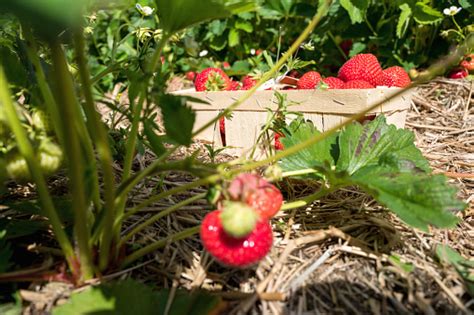 자기 따기 농장의 들판에서 잘 익은 딸기로 가득 찬 바구니 건강한 생활방식에 대한 스톡 사진 및 기타 이미지 건강한 생활방식