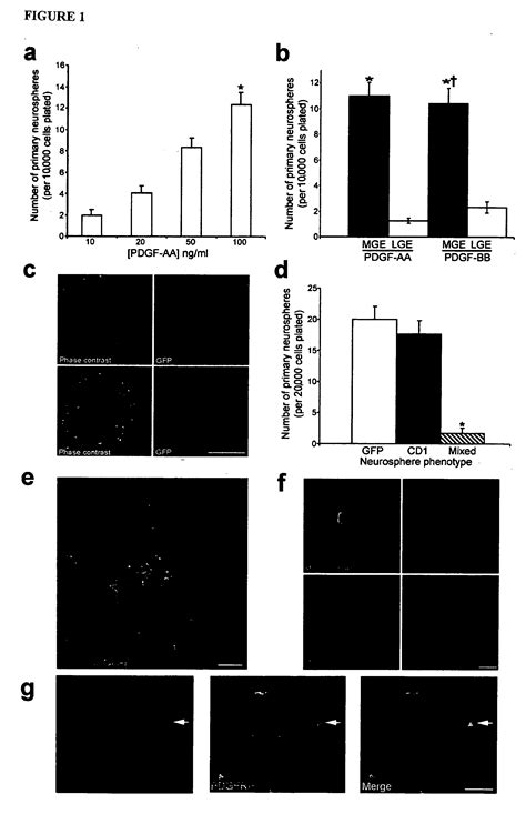 Platelet Derived Growth Factor Responsive Neural Precursor Cells And Progeny Thereof Eureka