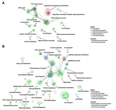 T Cell And B Cell Focus Networks Node Colour Indicates The
