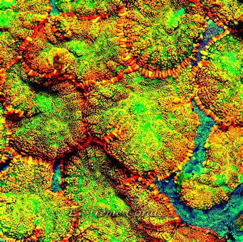 The Fascinating World Of Coral Taxonomy From Zoanthids To Acropora
