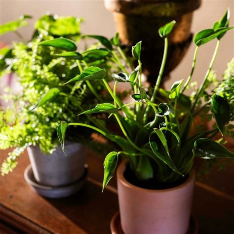 Buy Autumn Crocus Bulbs Crocus Speciosus £3 59 Delivery By Crocus