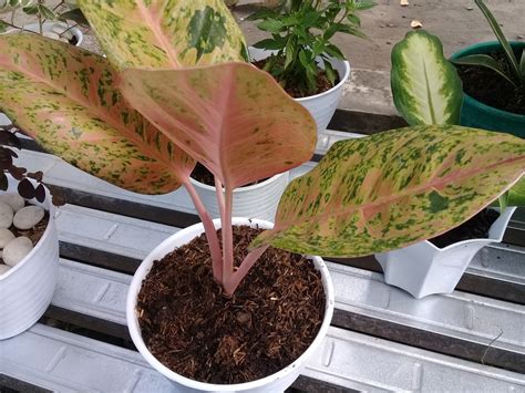 Algoritmus Dekorativní Rostliny Fotografie Zdarma Na Pixabay Pixabay Algoritmus Dekorativní Rostliny Fotografie Zdarma Na Pixabay Pixabay