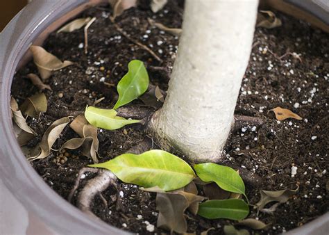 Dropping Leaves — Stump Plants · Wares · Community