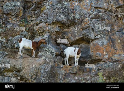 Feral Goats Capra Aegagruis Hircus As Seen At Shoshone Falls Idaho