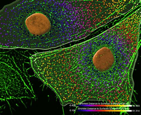 Imaris 9 5 3d 4d Image Visualization And Analysis With Deconvolution Microscopy Sotware