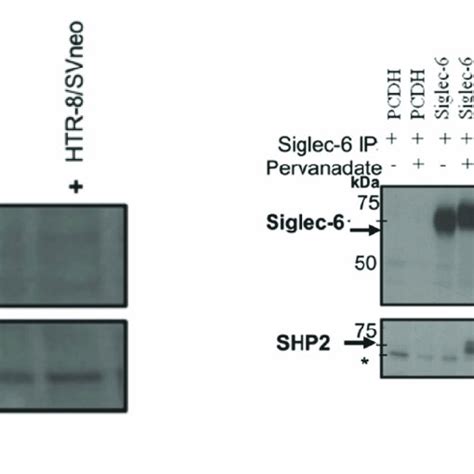 Shp 2 Is Recruited To Siglec 6 Following Tyrosine Phosphorylation A Download Scientific