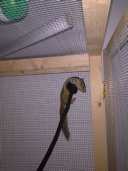 Ardillas Coreanas Mi Ardilla Duerme Un Poco Raro General Ardillas