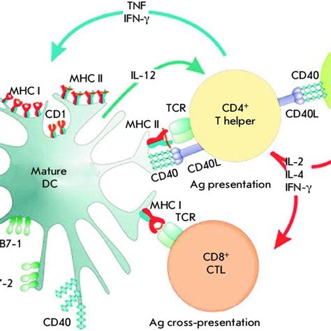 Interaction Between Dcs And Cd4 And Cd8 T Cells [12] Download