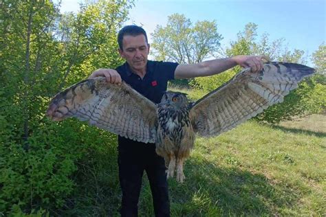 U Vukšiću Pronađena Ranjena Sova Ušara