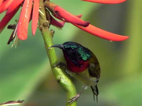 Pollination Birds Flowering Plants Nectar Britannica