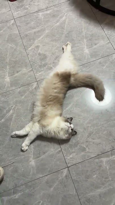 不摸不摸，谁家小孩天天要亲亲抱抱举高高😑这小猫谁养谁不迷糊啊 小猫咪能有什么坏心思它只想被爱 布偶猫 Youtube