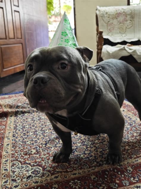 Bablu Is 2 R Americanbully