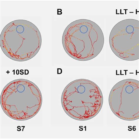 Representative Last Performance Traces For Rats In The Llt Hlt And Hlt