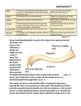 A P I Lab Exercise Appendicular Skeleton Teacher Version TPT