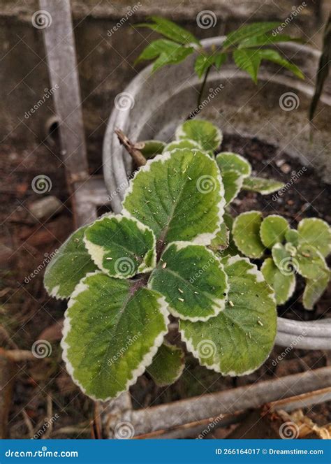 Anthophyta Beautiful Plant Leaves In Pots Stock Image Image Of Pots Leaves 266164017