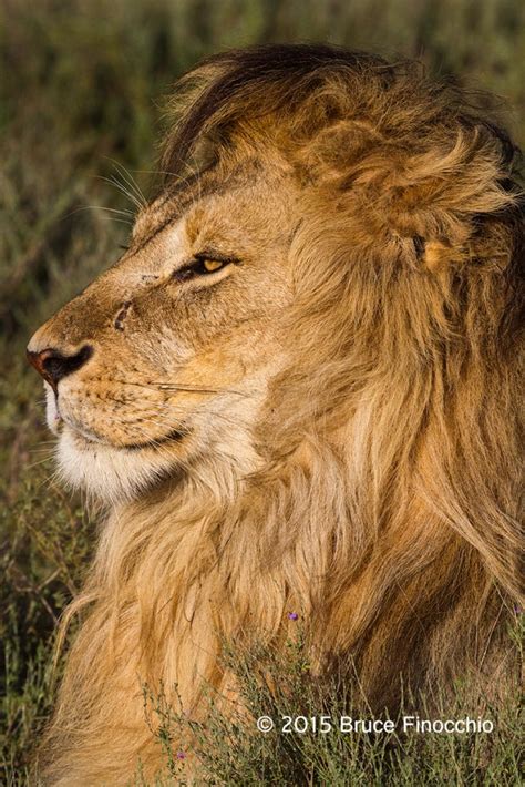 Blond Mane Lion Of The Marsh Pride Archives Dream Catcher Images By