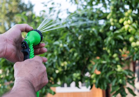 How To Address Tree Root Issues Common Problems And Solutions Brockley Tree