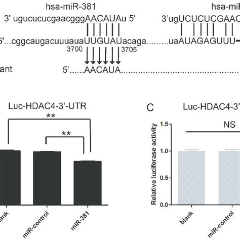 Effects Of Sirna Mediated Silencing Of Hdac4 On Runx2 Mmp13 And Download Scientific Diagram