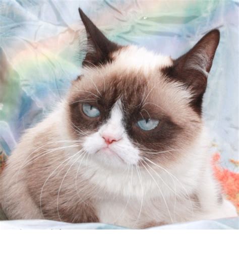Grumpy Cat Memes Imgflip Grumpy Cat Memes Imgflip
