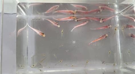 Detection Object Detection Dataset By Syafiq Majid