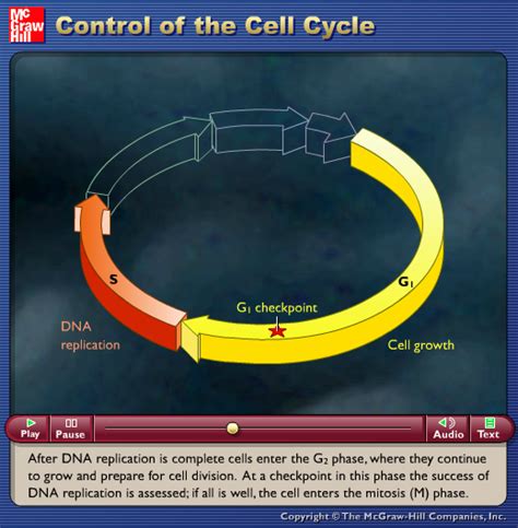 Control Of The Cell Cycle Play Online On Flash Museum
