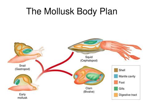 Ppt 271 Flatworms Powerpoint Presentation Free Download Id6005321