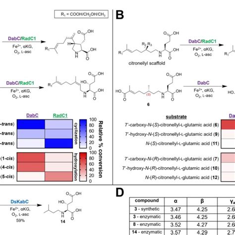 Hydroxylation Activity On Alternative Substrates Is Conserved Across