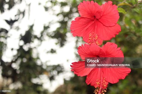 자연 배경에 아름 다운 붉은 히 비 스커 스 꽃을 닫습니다 녹색 잎을 가진 빨간 중국 장미 0명에 대한 스톡 사진 및 기타