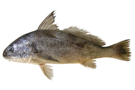 Sciaenidae Sciaenidae