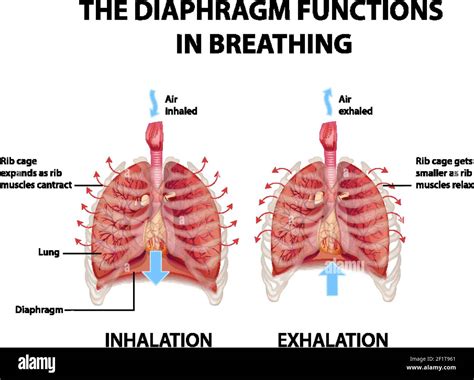 The Diaphragm Functions In Breathing Illustration Stock Vector Image