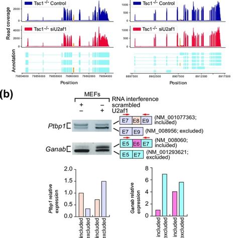 Five Major Types Of Alternative Splicing Events The Alternative Download Scientific Diagram