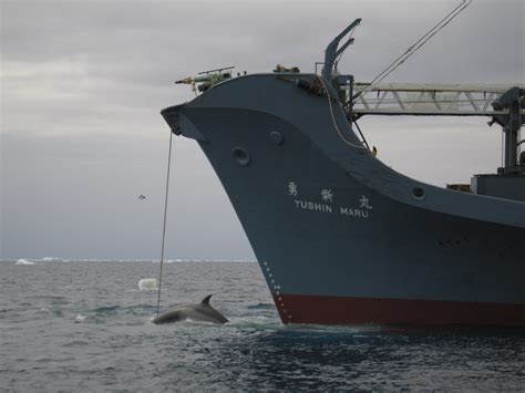 Réseau Cétacés Chasse Au Rorqual Boréal La Cites Condamne Le Japon
