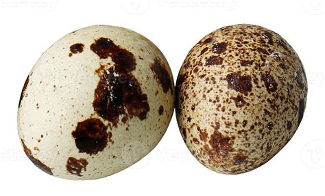 Quail Egg Isolated 11665805 Png