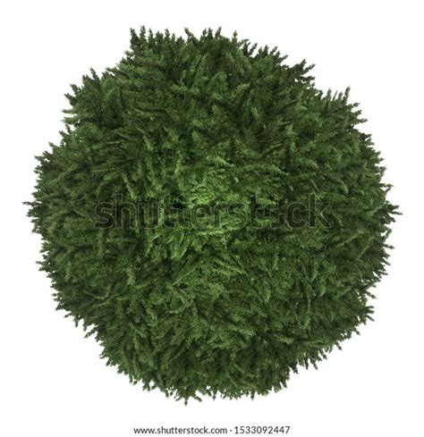 Pine Tree Plan Texture Images Stock Photos Vectors Shutterstock