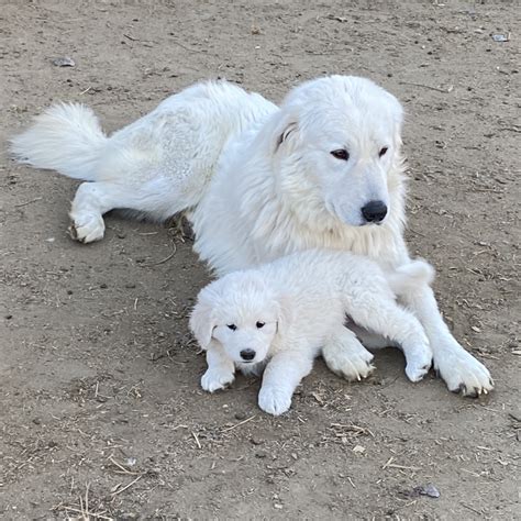 Maremma Sheepdog Puppies For Sale Prancing Pony Farm Maremma