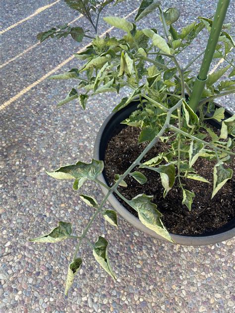 Help With Spoon Tomato Plants Rplantclinic